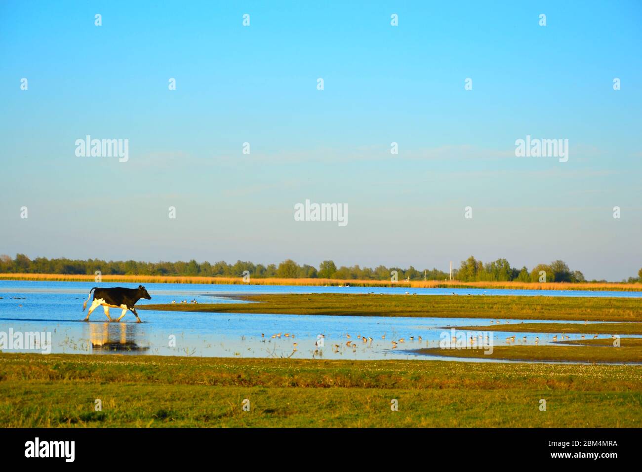 Bull galloping in water hi-res stock photography and images - Alamy