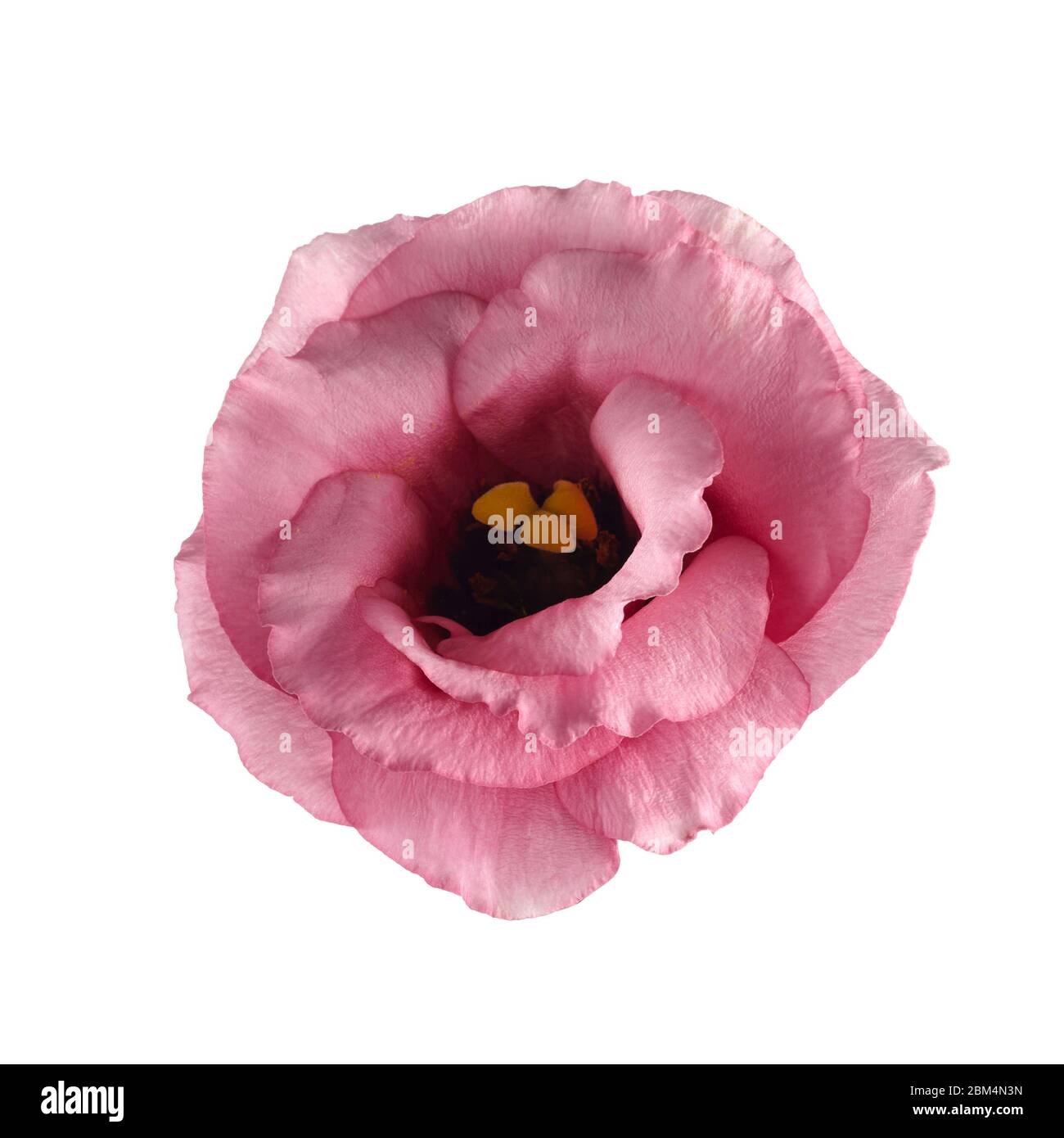 Beautiful pink eustoma flowers isolated on white background. Spring or ...