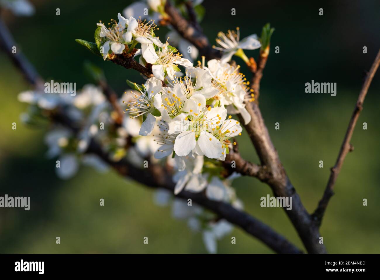 blooming plum tree in spring Stock Photo - Alamy