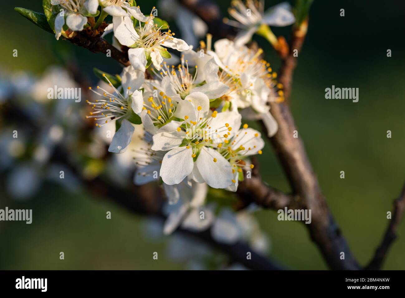 Plum tree in spring hi-res stock photography and images - Alamy