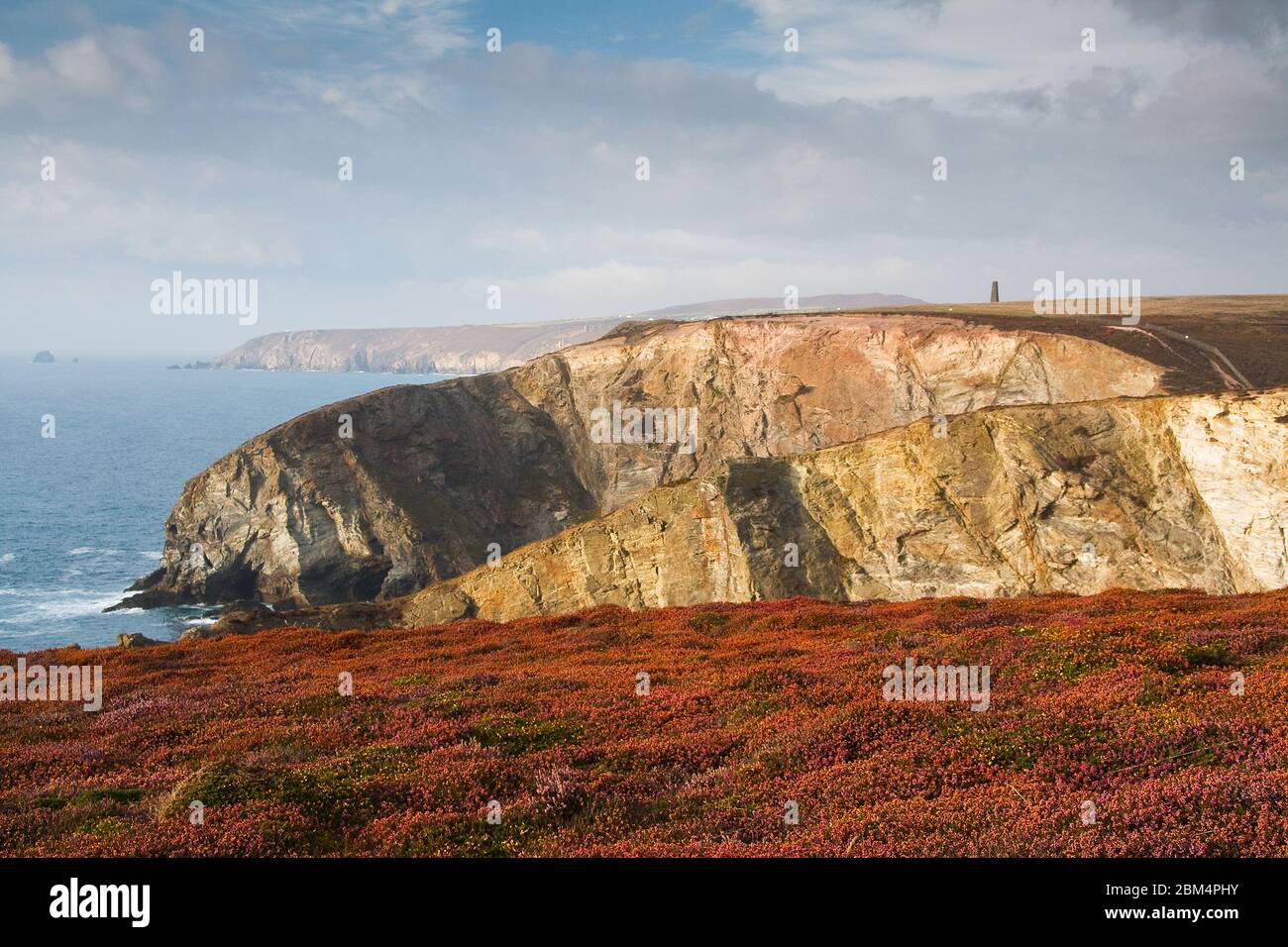 Heather on the cliffs in Cornwall, UK Stock Photo - Alamy