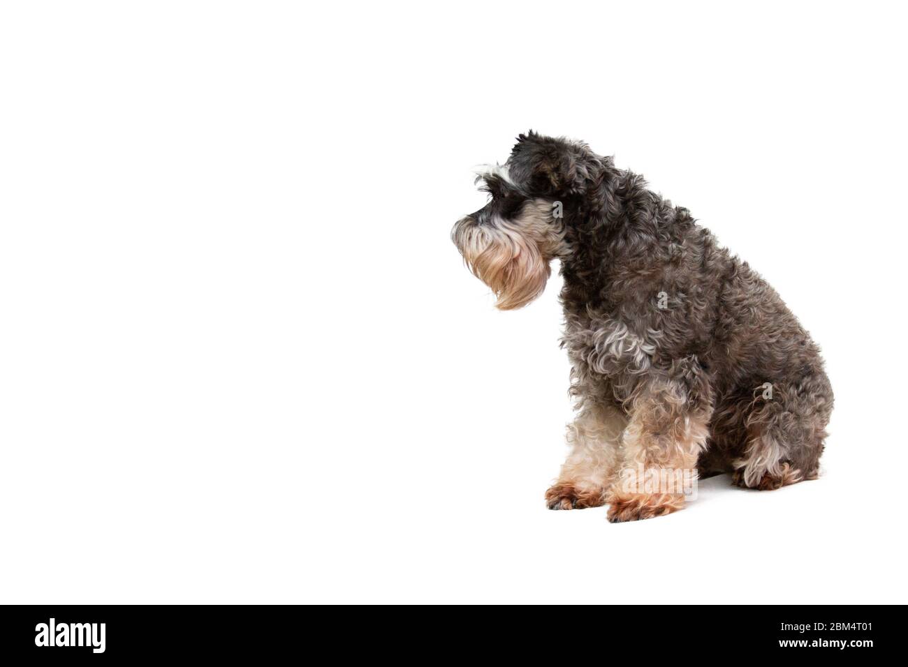 Beautiful dog Miniature schnauzer sits on white background Stock Photo ...