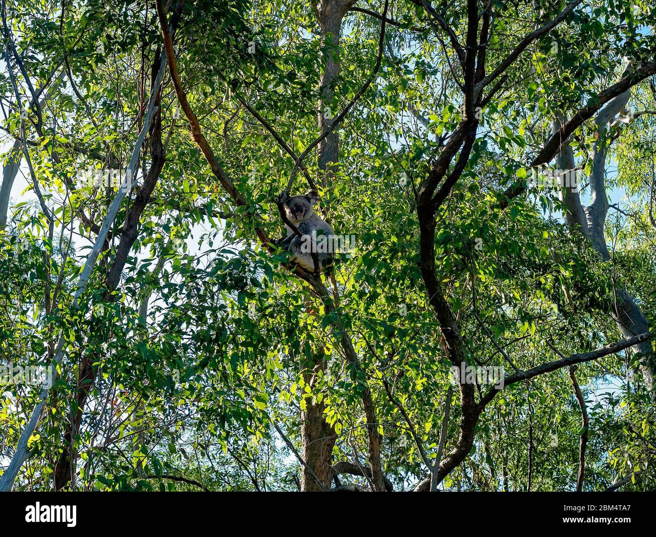An Australian koala sitting on the branch of a tree in his native ...