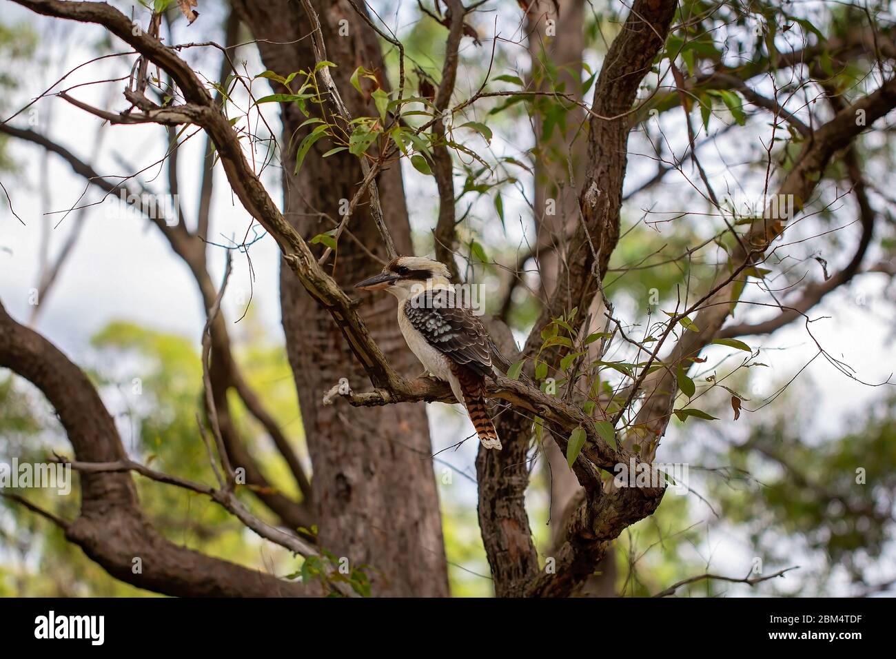 A kookaburra sitting on a tree branch in its natural bushland ...