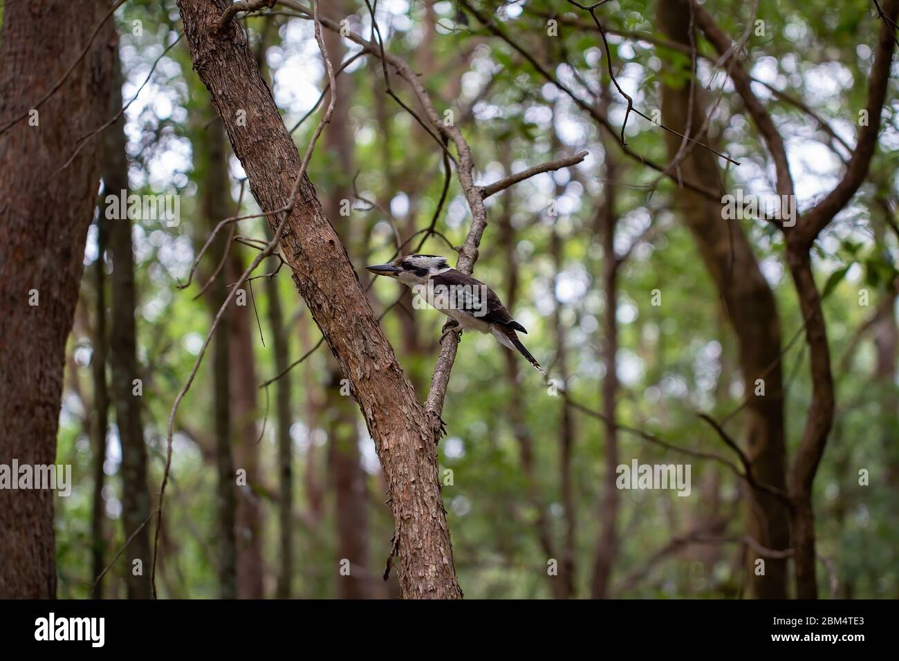 A kookaburra sitting on a tree branch in its natural bushland ...