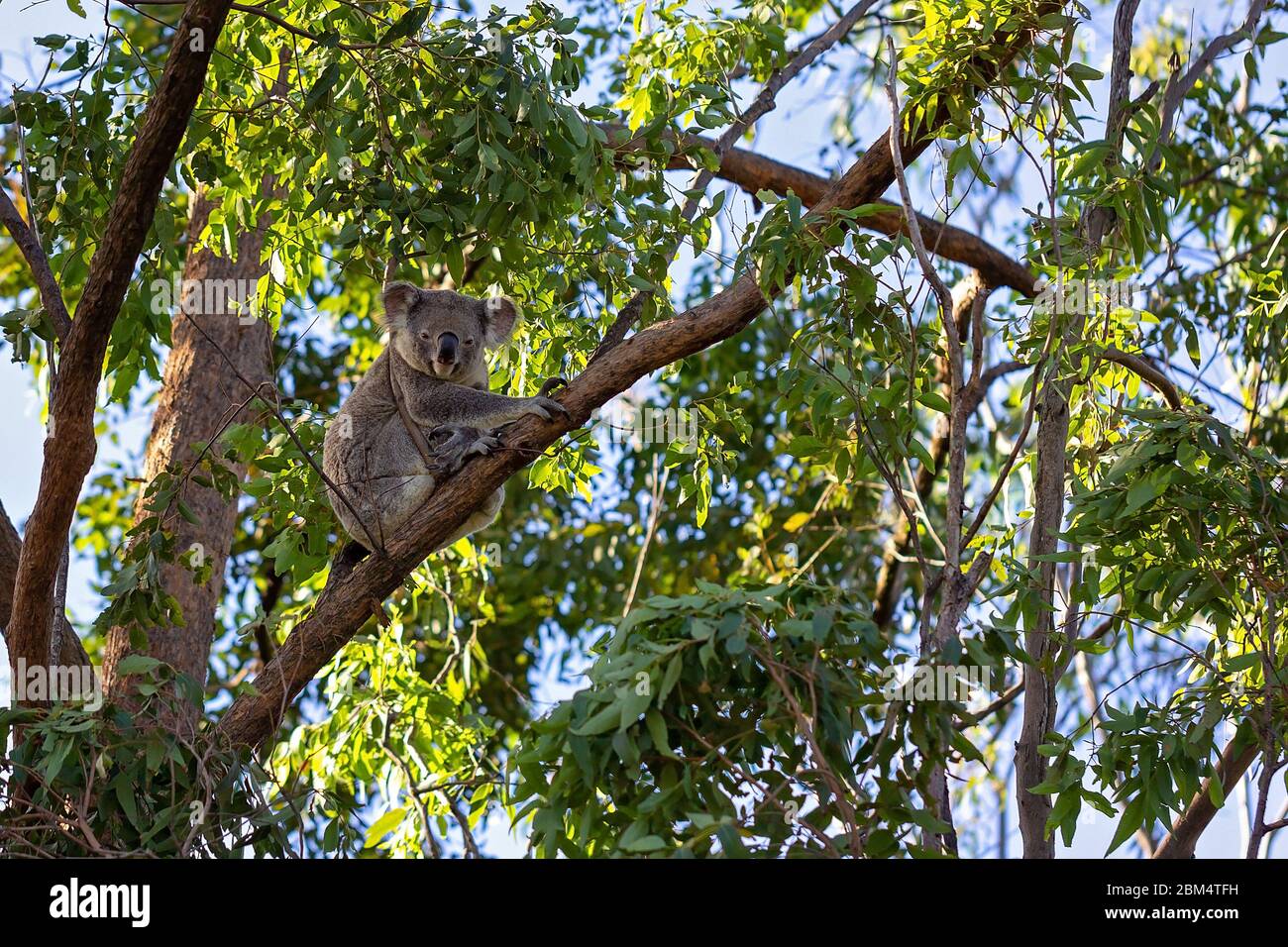 An Australian koala sitting on the branch of a tree in his native ...