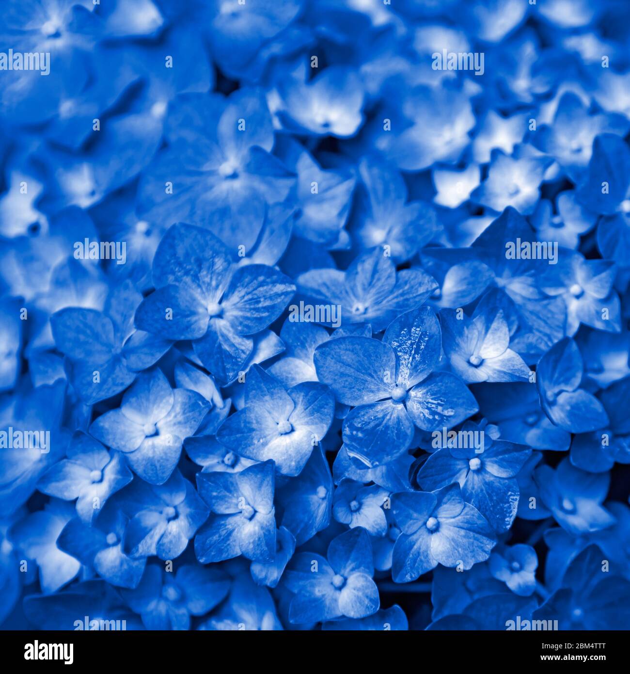 Blue Hydrangea flower. Hydrangea - common names Hydrangea and Hortensia ...