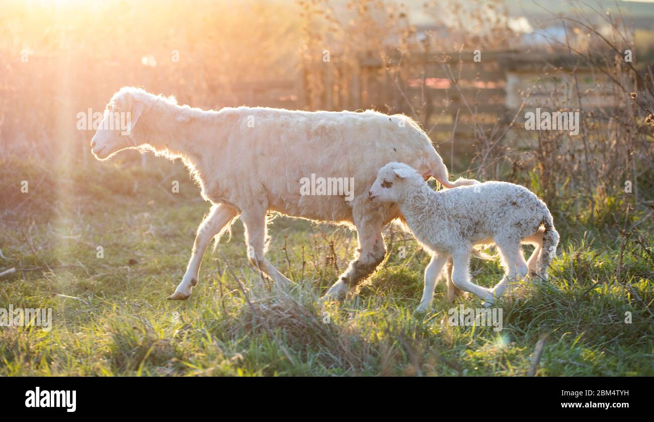 Lambs grazing sunrise hi-res stock photography and images - Alamy