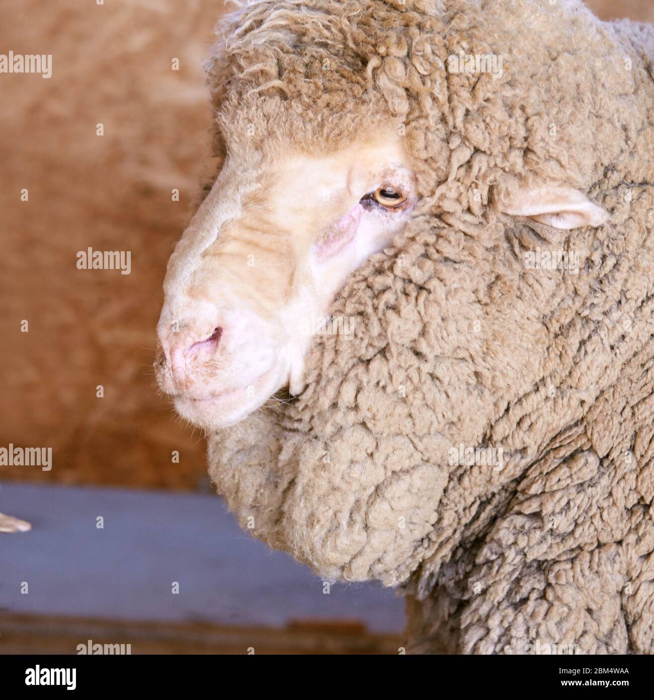 Sad farmer uk hi-res stock photography and images - Alamy