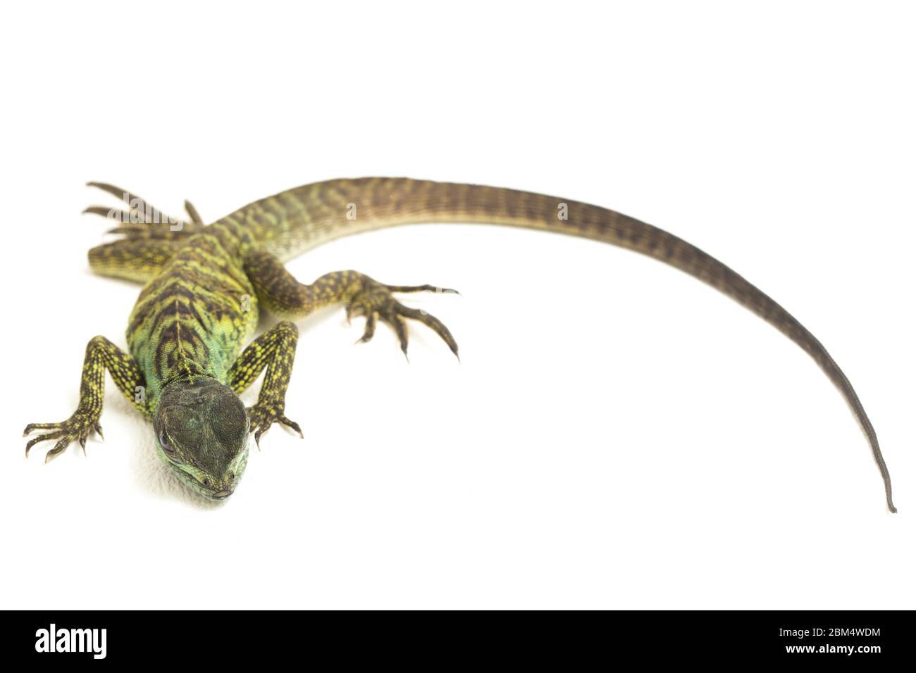 Baby Juvenile Sailfin Dragon Lizard (Hydrosaurus weberi) isolated on ...