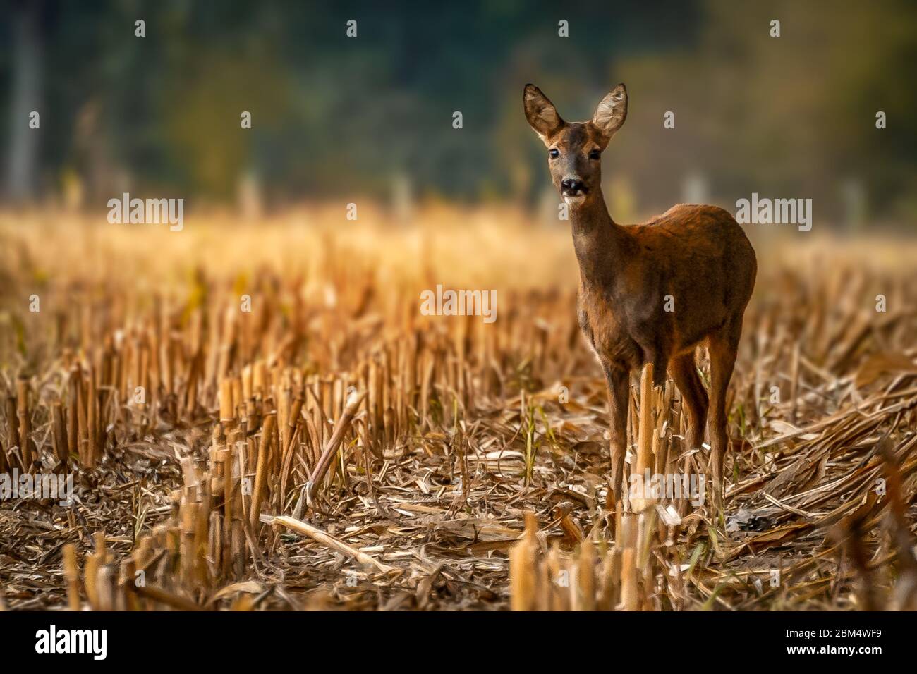 Roe corn hi-res stock photography and images - Alamy