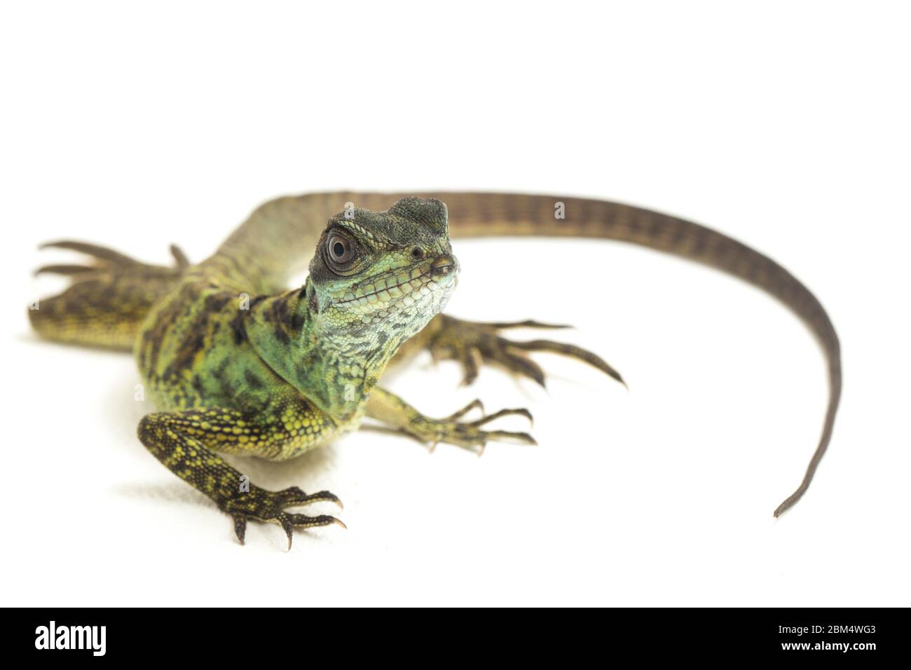 Baby Juvenile Sailfin Dragon Lizard (Hydrosaurus weberi) isolated on ...