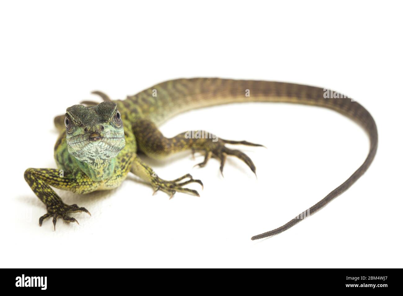 Baby Juvenile Sailfin Dragon Lizard (Hydrosaurus weberi) isolated on ...