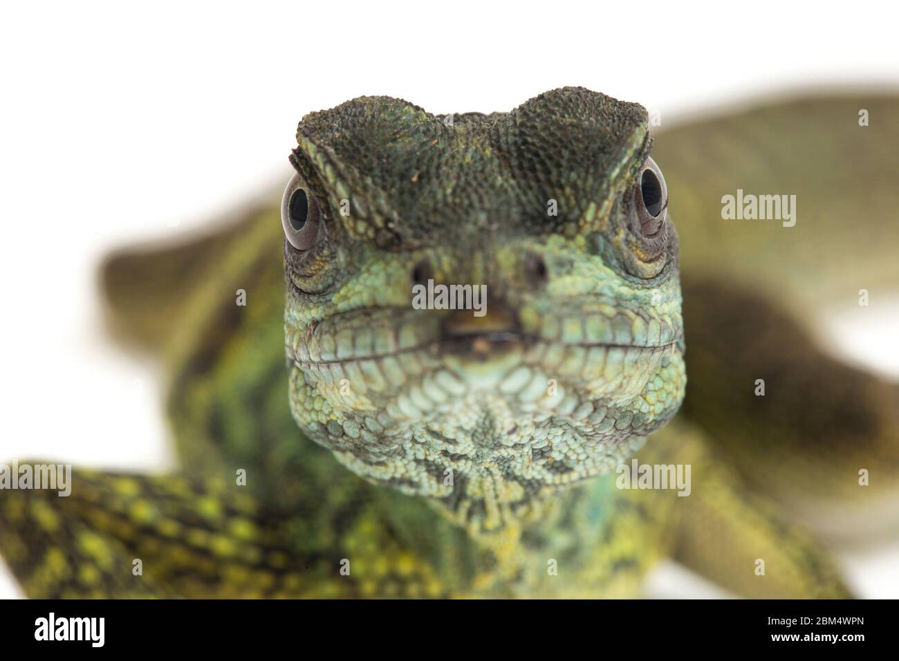 Baby Juvenile Sailfin Dragon Lizard (Hydrosaurus weberi) isolated on ...