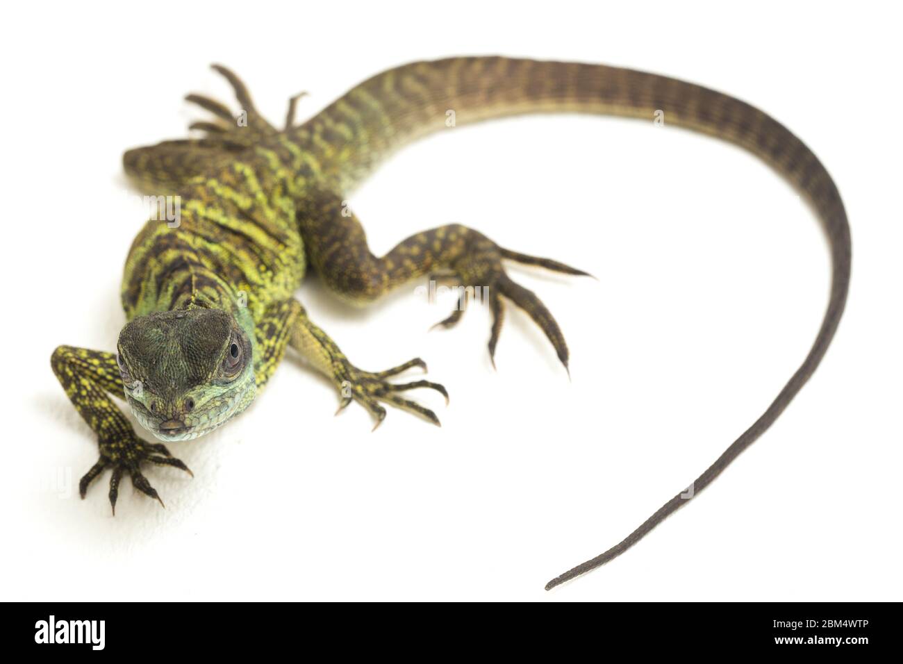 Baby Juvenile Sailfin Dragon Lizard (Hydrosaurus weberi) isolated on ...