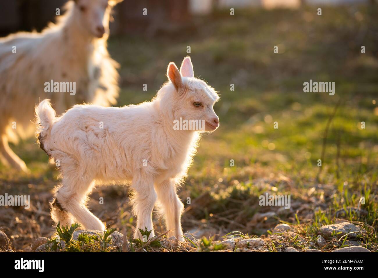 cute little goatling and goat Stock Photo - Alamy