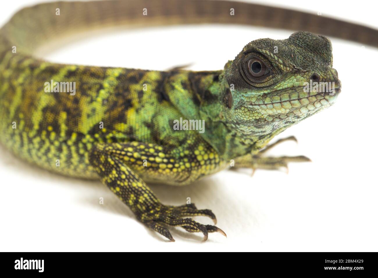Baby Juvenile Sailfin Dragon Lizard (Hydrosaurus weberi) isolated on ...
