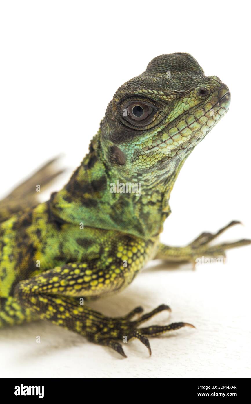 Baby Juvenile Sailfin Dragon Lizard (Hydrosaurus weberi) isolated on ...