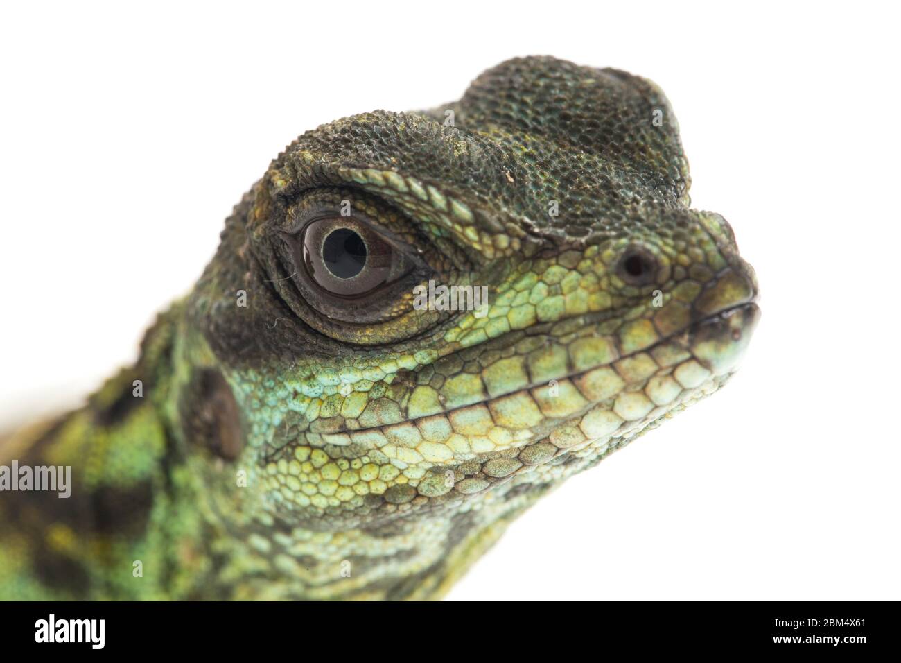 Baby Juvenile Sailfin Dragon Lizard (Hydrosaurus weberi) isolated on ...