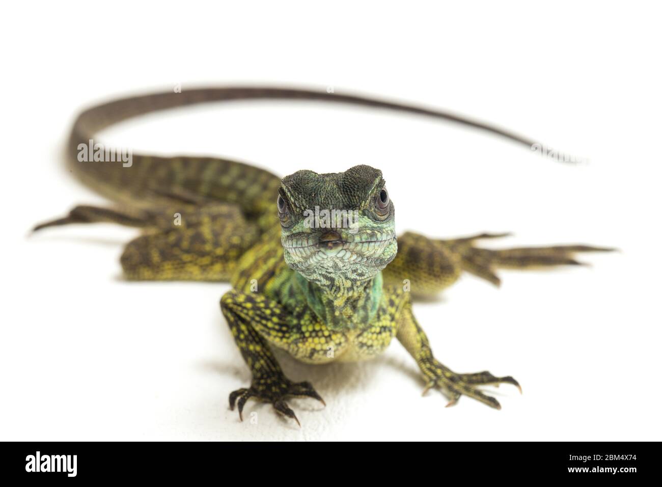 Baby Juvenile Sailfin Dragon Lizard (Hydrosaurus weberi) isolated on ...