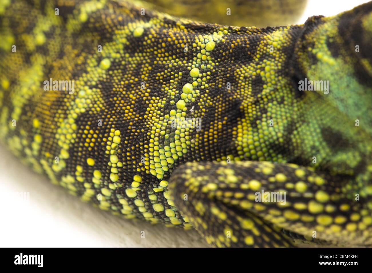 Baby Juvenile Sailfin Dragon Lizard (Hydrosaurus weberi) isolated on ...