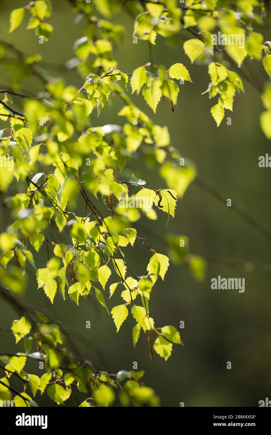 Betula Pendula Bltter
