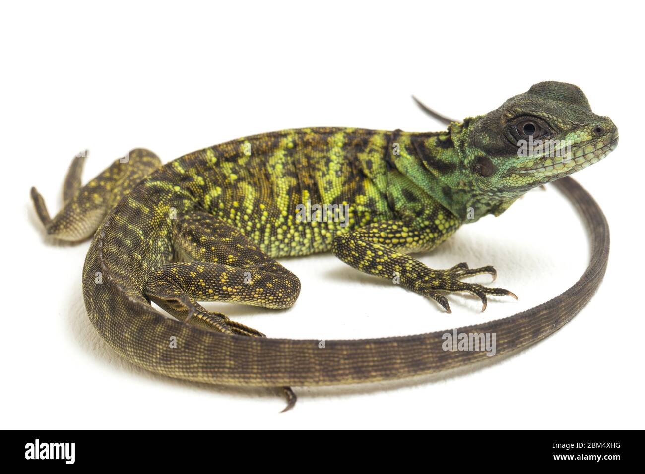 Baby Juvenile Sailfin Dragon Lizard (Hydrosaurus weberi) isolated on ...