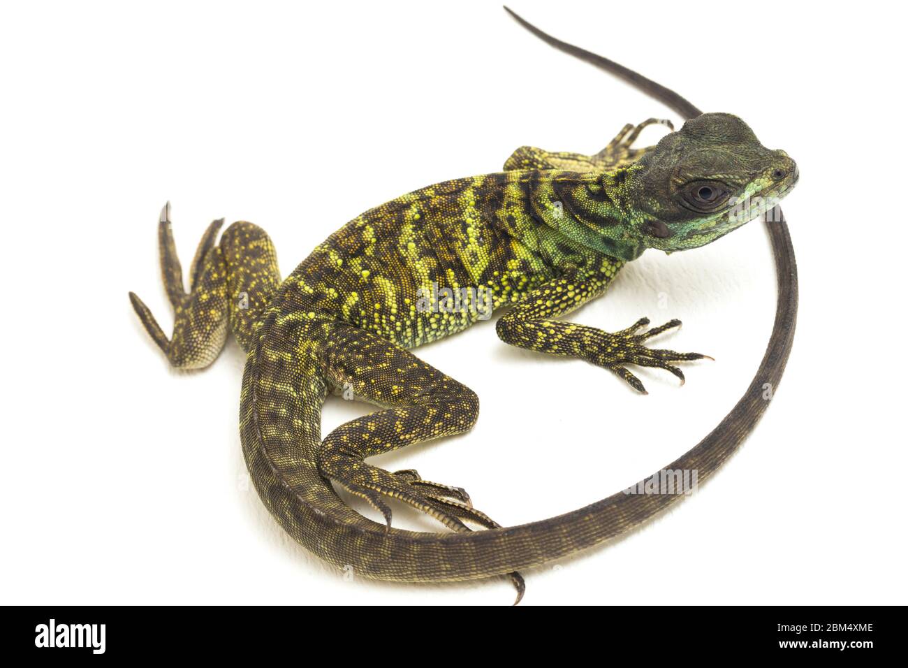 Sailfin water lizard hi-res stock photography and images - Alamy