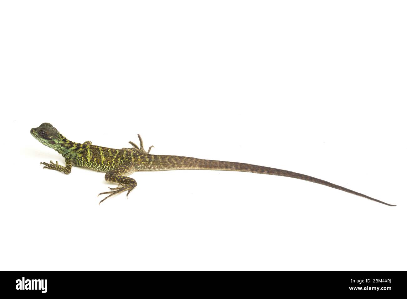 Baby Juvenile Sailfin Dragon Lizard (Hydrosaurus weberi) isolated on ...