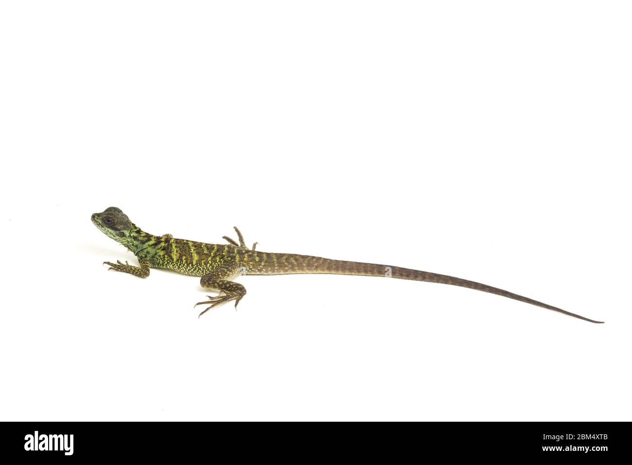 Baby Juvenile Sailfin Dragon Lizard (Hydrosaurus weberi) isolated on ...