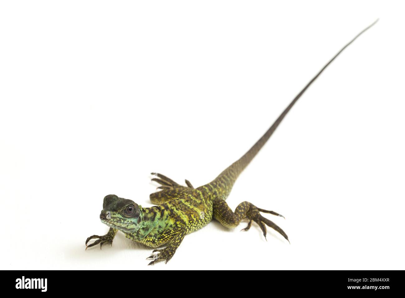 Baby Juvenile Sailfin Dragon Lizard (Hydrosaurus weberi) isolated on ...