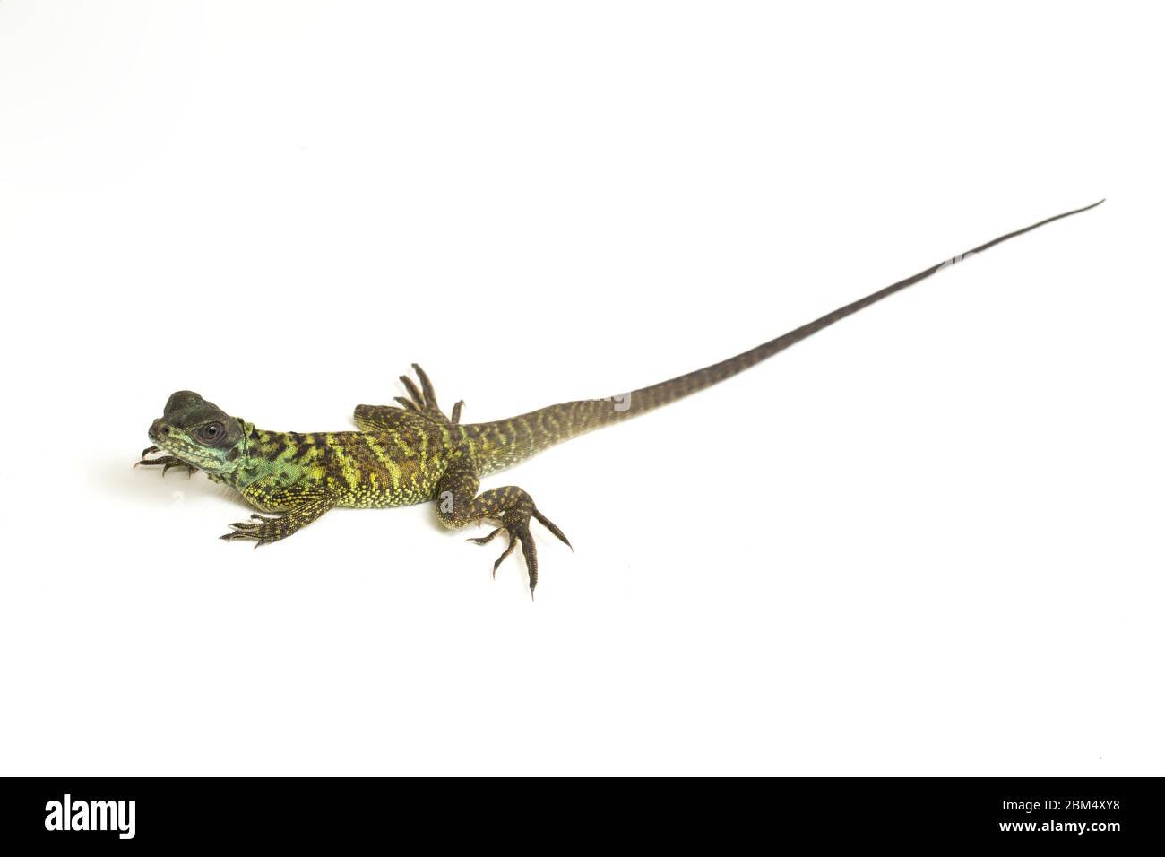 Baby Juvenile Sailfin Dragon Lizard (Hydrosaurus weberi) isolated on ...