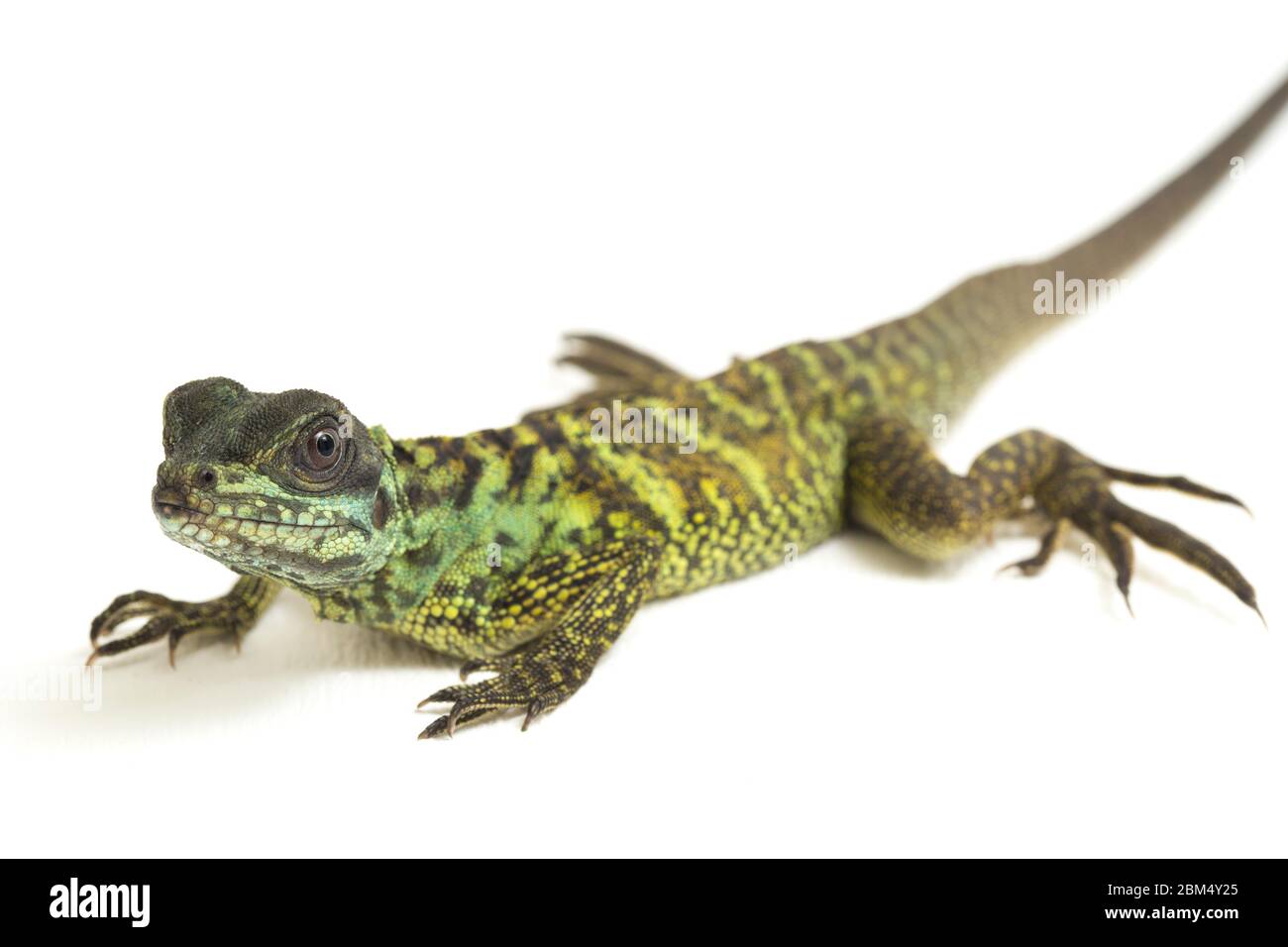 Baby Juvenile Sailfin Dragon Lizard (Hydrosaurus weberi) isolated on ...