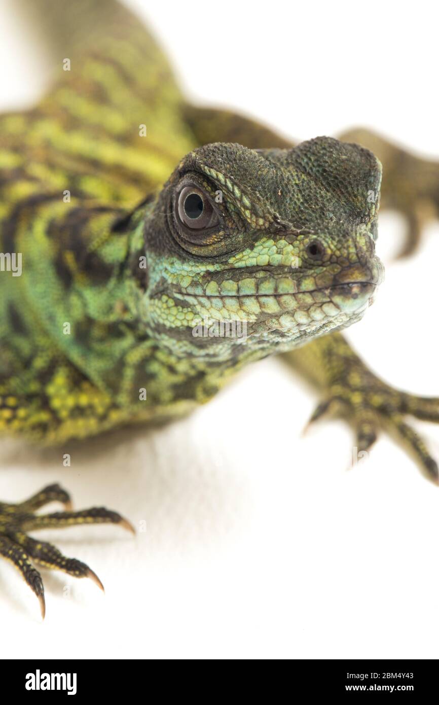 Baby Juvenile Sailfin Dragon Lizard (Hydrosaurus weberi) isolated on ...