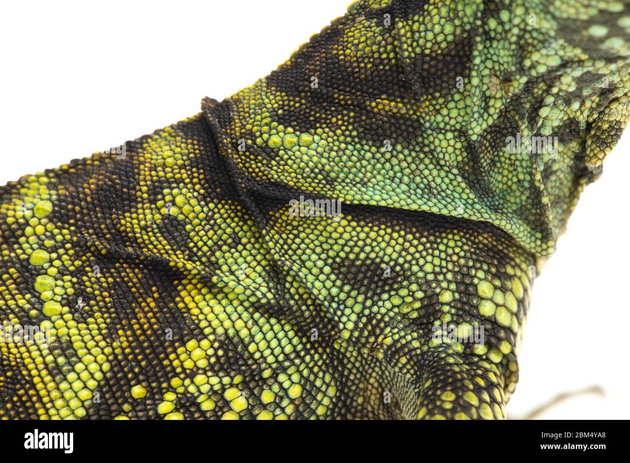 Baby Juvenile Sailfin Dragon Lizard (Hydrosaurus weberi) isolated on ...