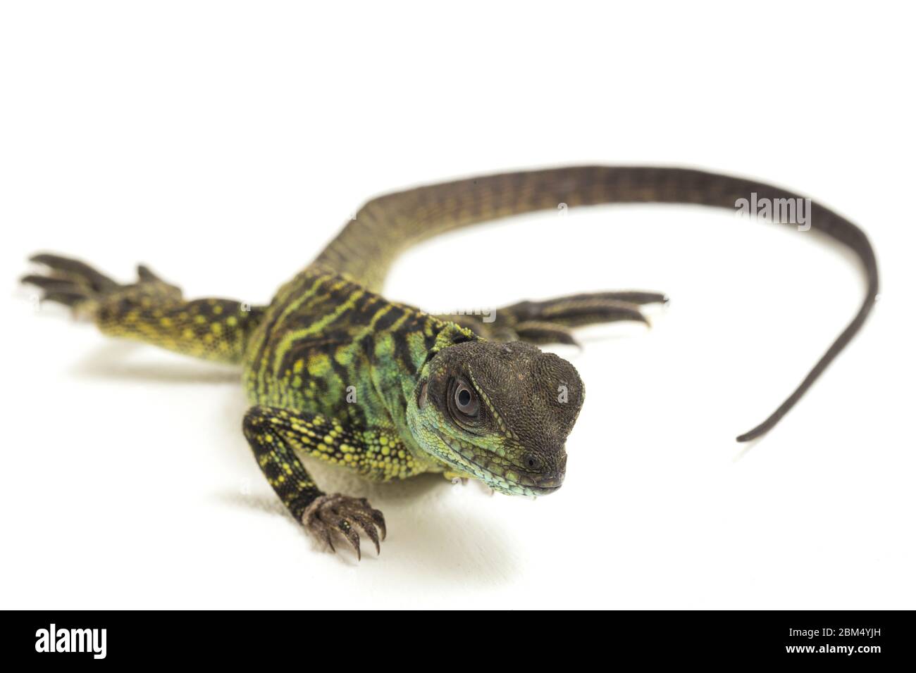 Baby Juvenile Sailfin Dragon Lizard (Hydrosaurus weberi) isolated on ...