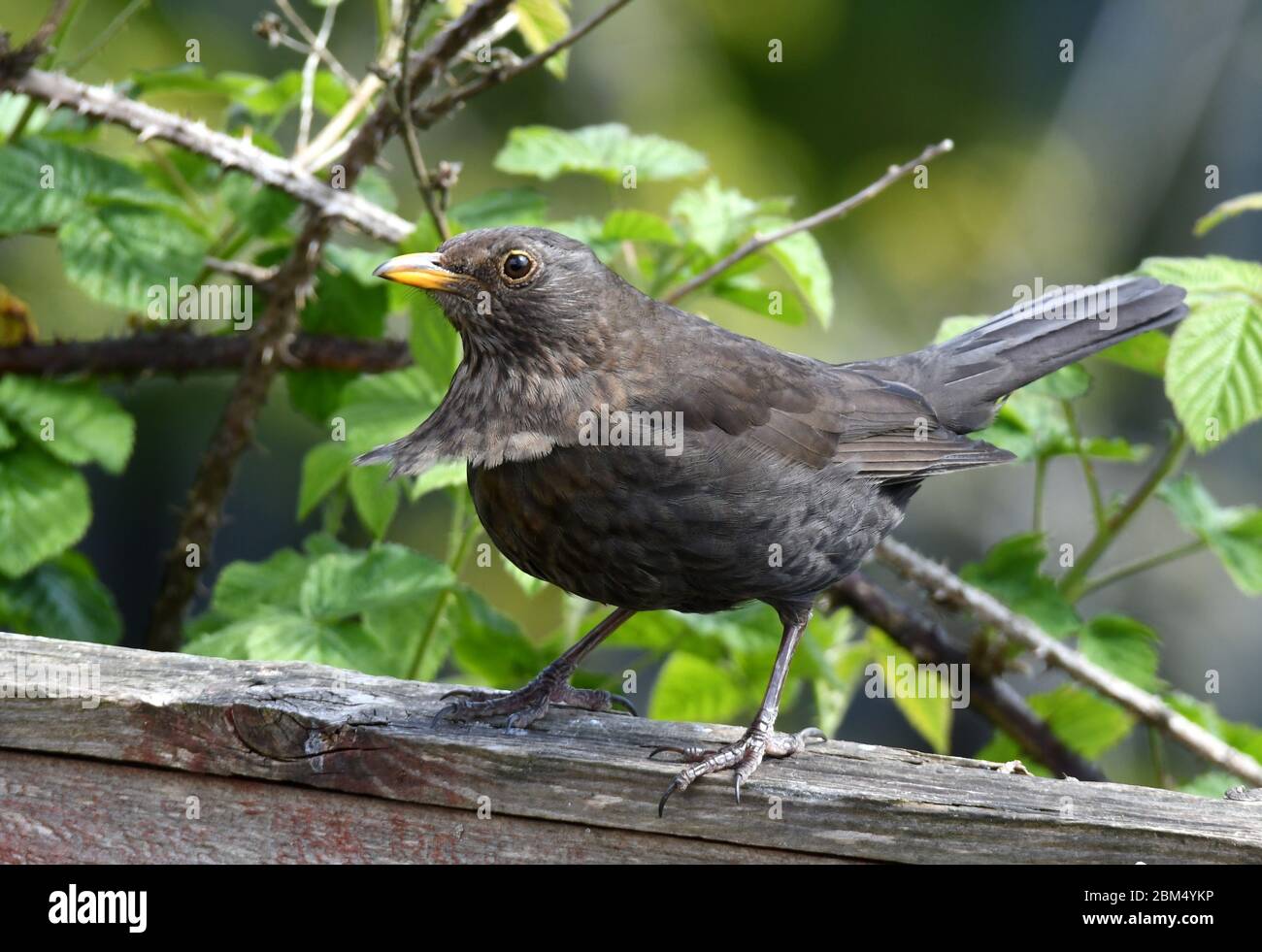 Female bird watcher uk hi-res stock photography and images - Alamy