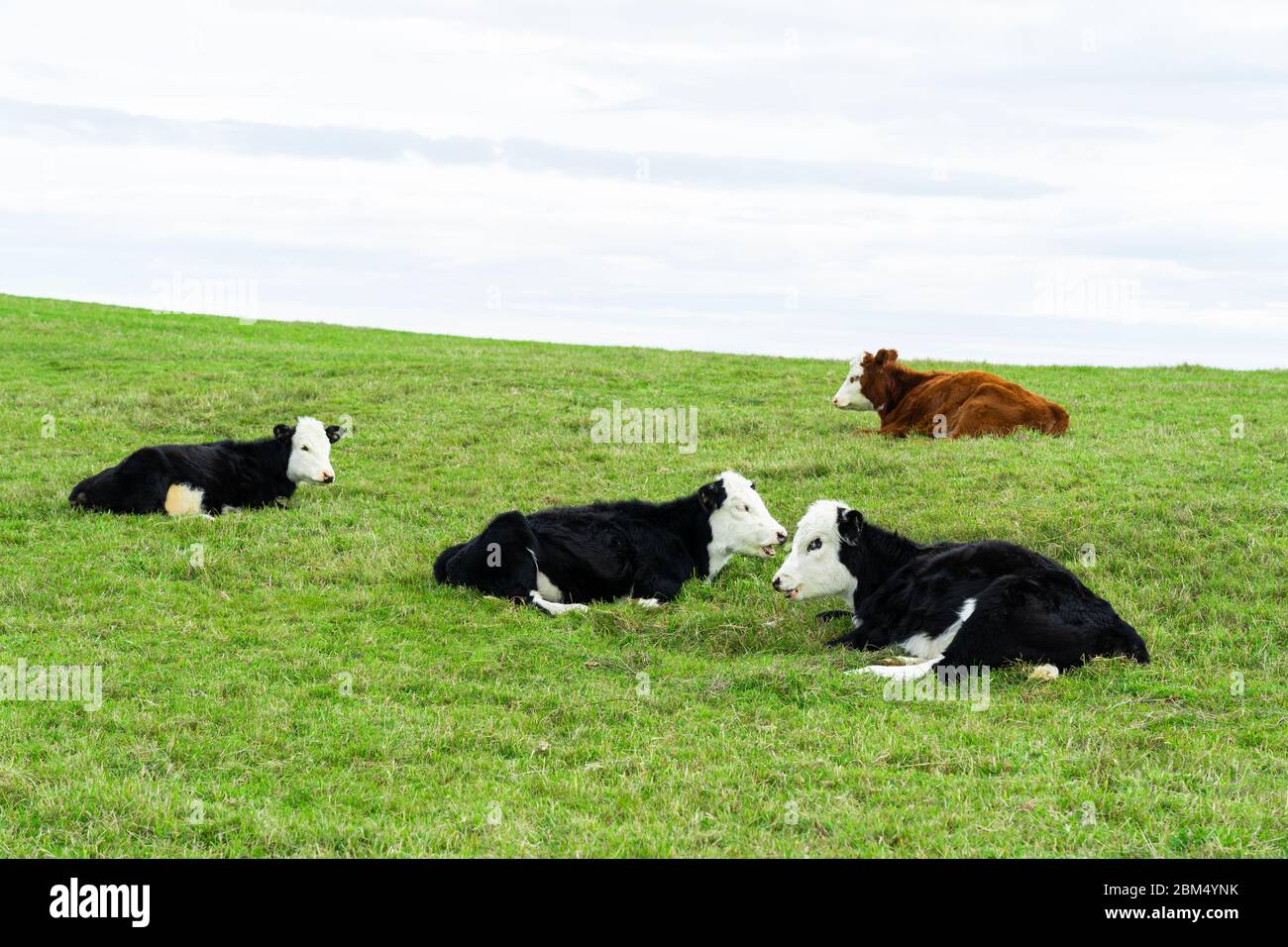 Group of calf laying in green field with fresh spring grass on green ...