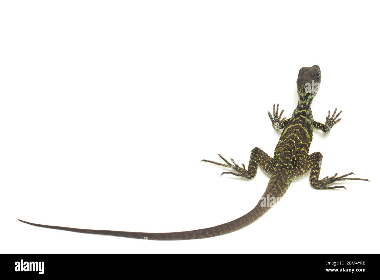 Baby Juvenile Sailfin Dragon Lizard (Hydrosaurus weberi) isolated on ...