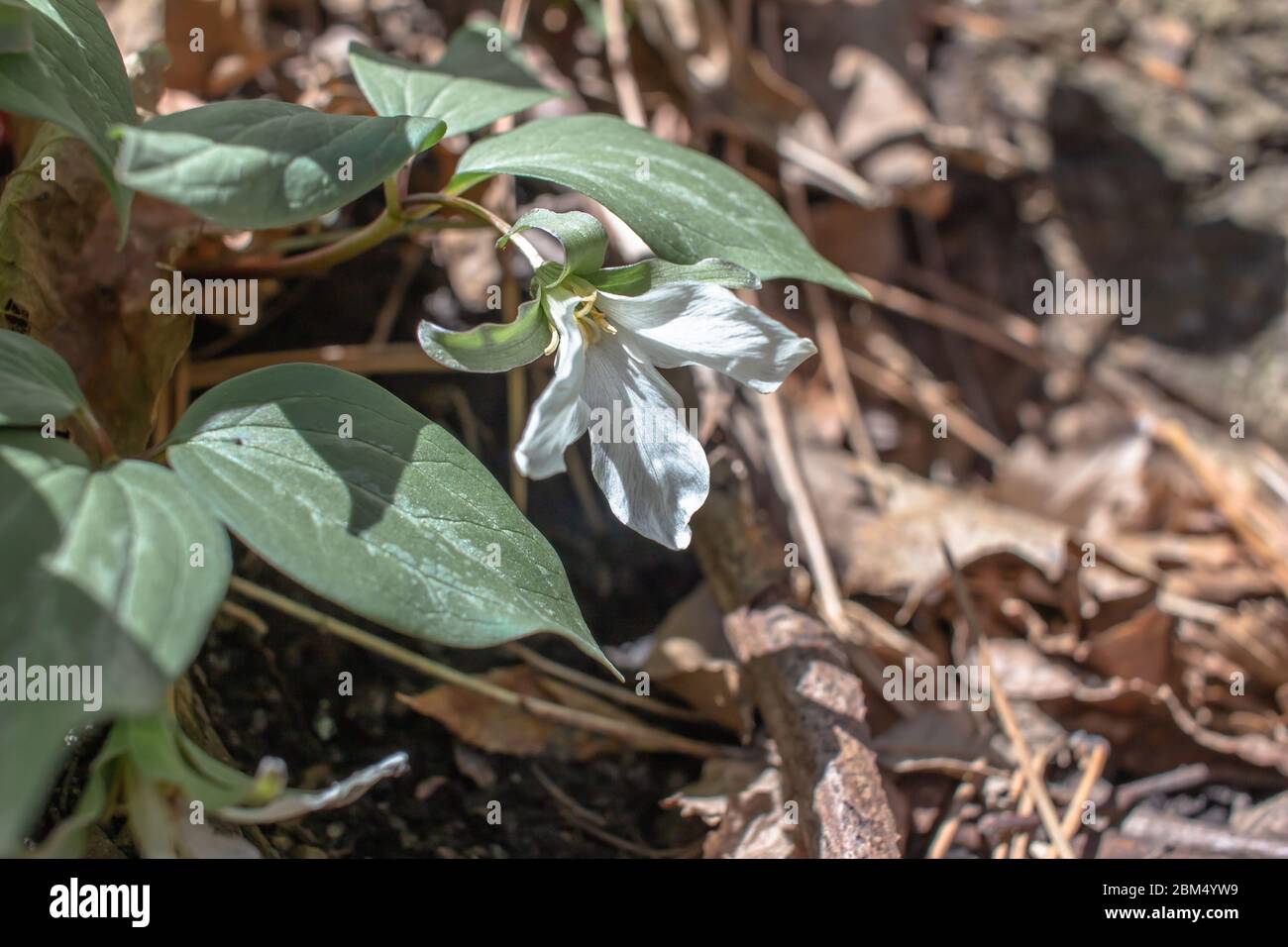 Close up view of a beautiful white snow trillium wildflower, blooming ...