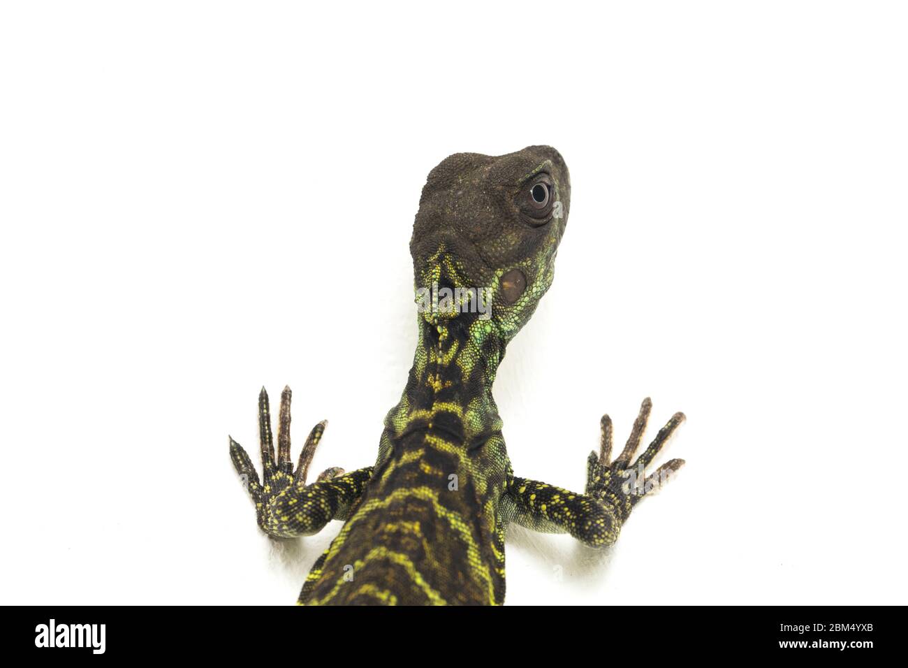 Baby Juvenile Sailfin Dragon Lizard (Hydrosaurus weberi) isolated on ...