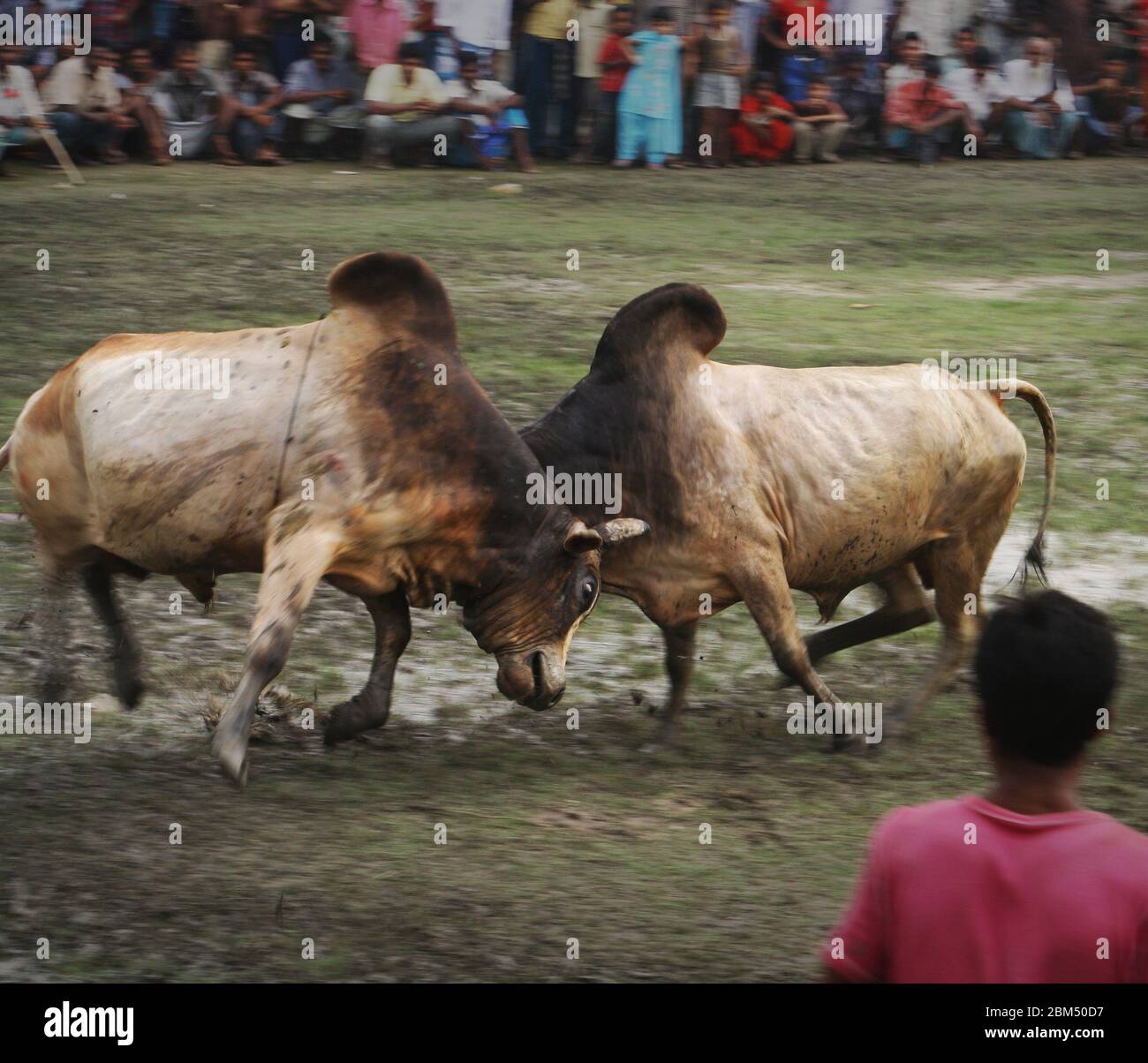Bull Fight Wallpaper