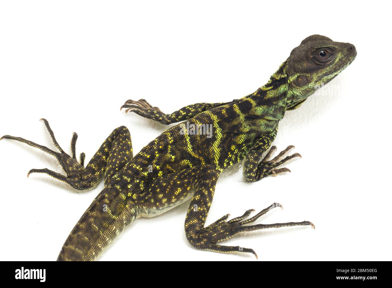 Baby Juvenile Sailfin Dragon Lizard (Hydrosaurus weberi) isolated on ...
