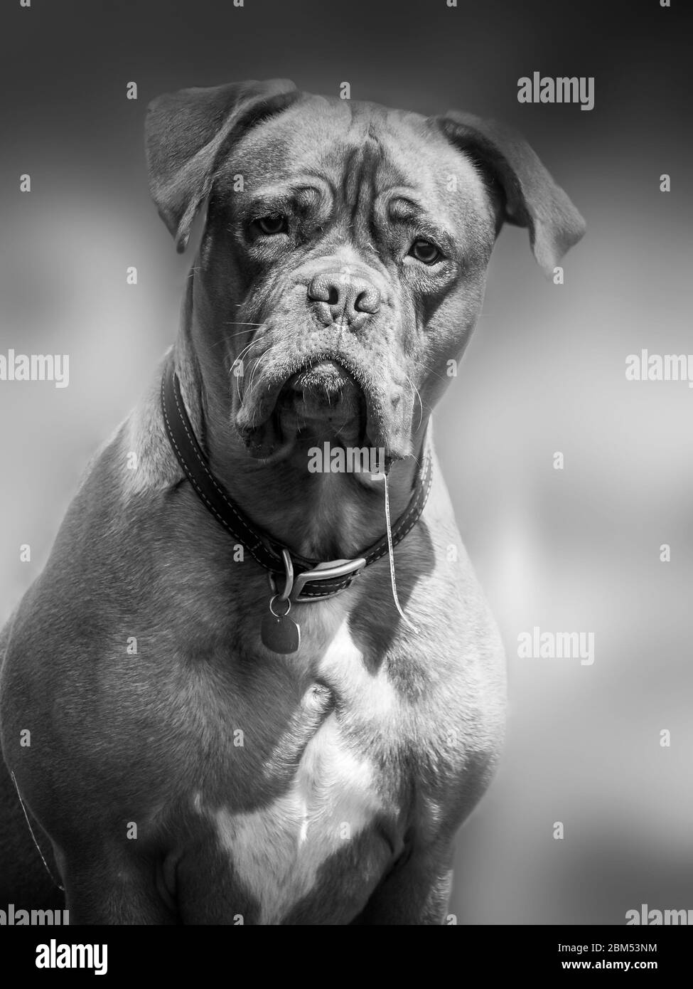 Jowls slobber hi-res stock photography and images - Alamy