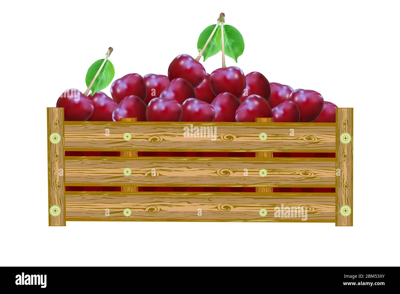 Cherry in container garden Stock Vector Images - Alamy