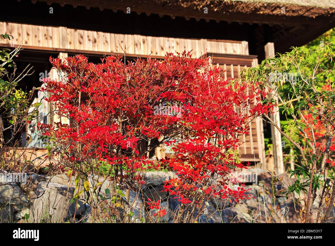 Red maples Momiji in Saiko Iyashi No Sato Nemba, Fuji, Japan Stock ...