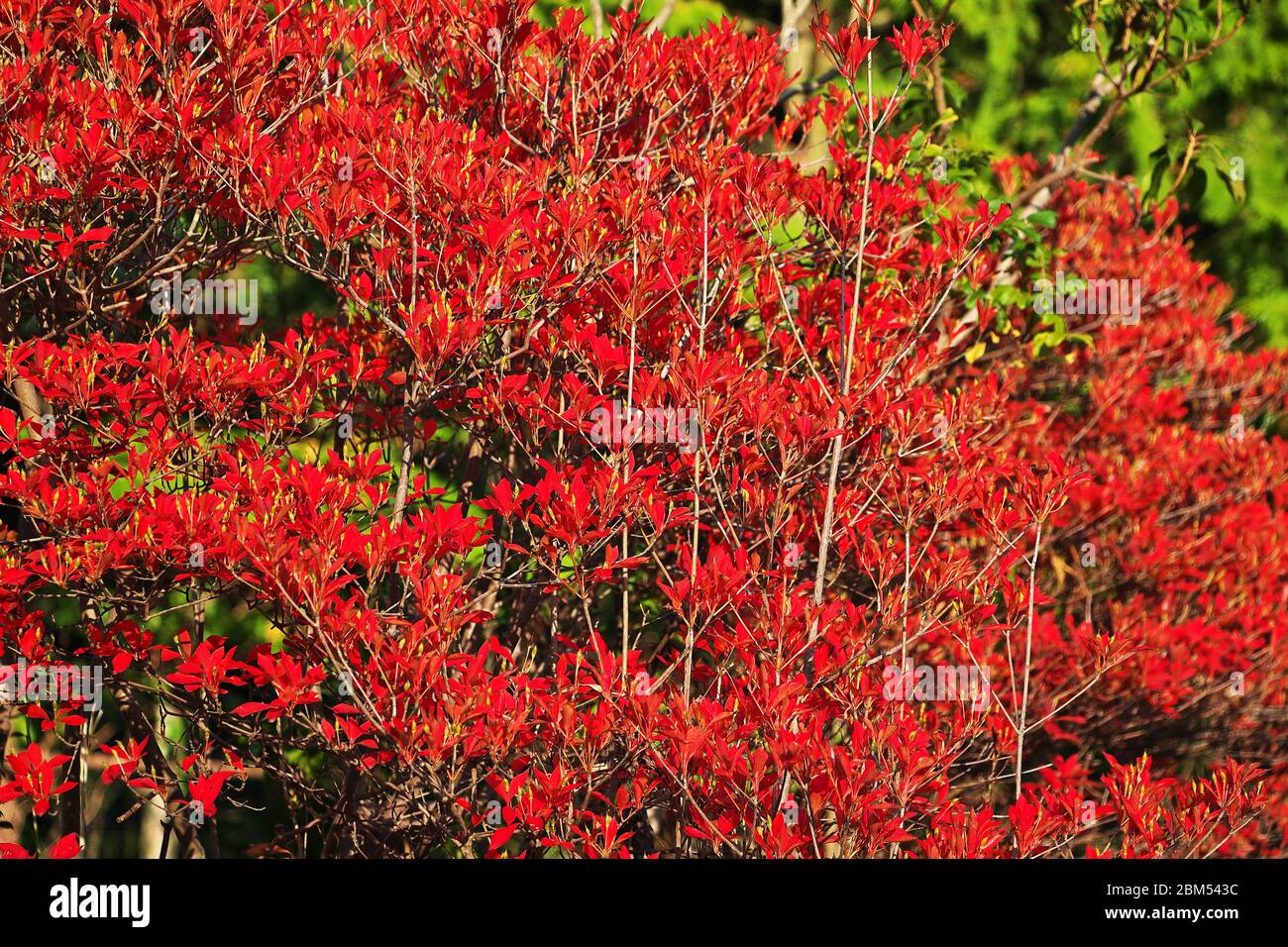 Red maples Momiji in Saiko Iyashi No Sato Nemba, Fuji, Japan Stock ...