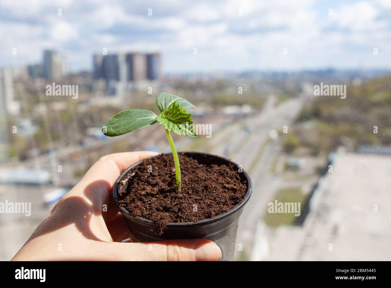 Micro cucumber hi-res stock photography and images - Alamy