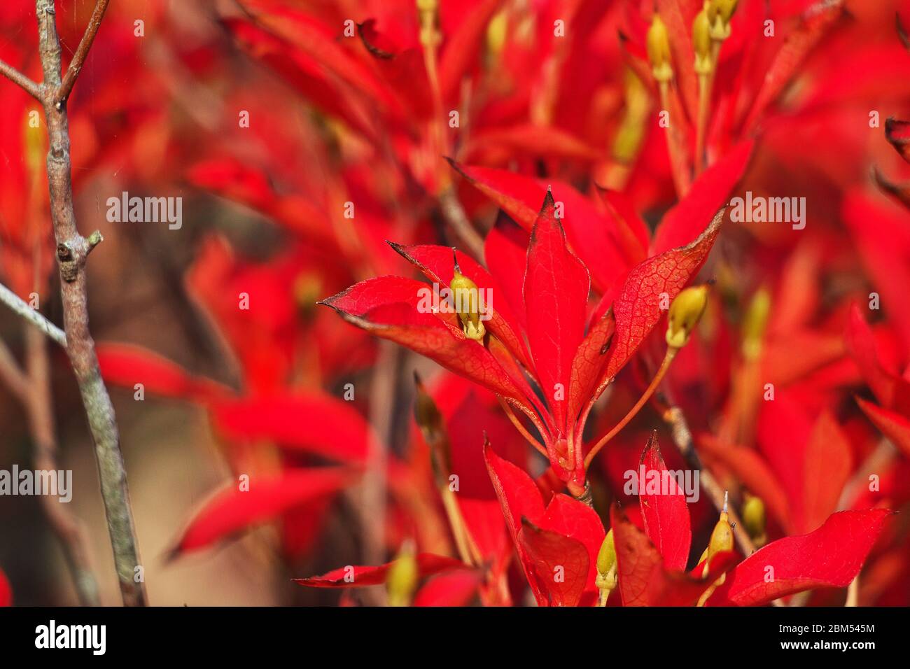 Red maples Momiji in Saiko Iyashi No Sato Nemba, Fuji, Japan Stock ...
