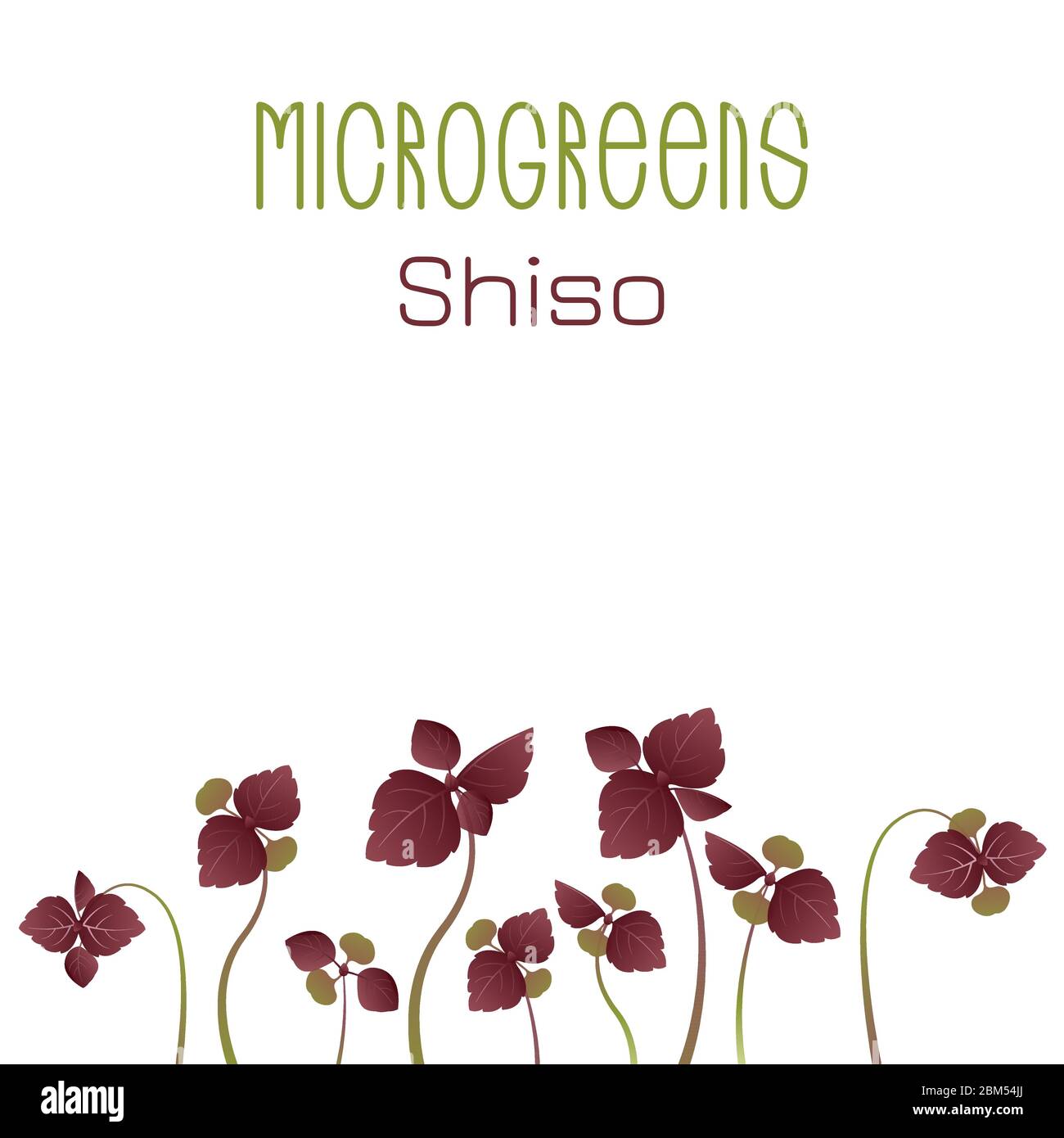 Microgreens Shiso, Perilla. Seed packaging design. Sprouting seeds of a ...